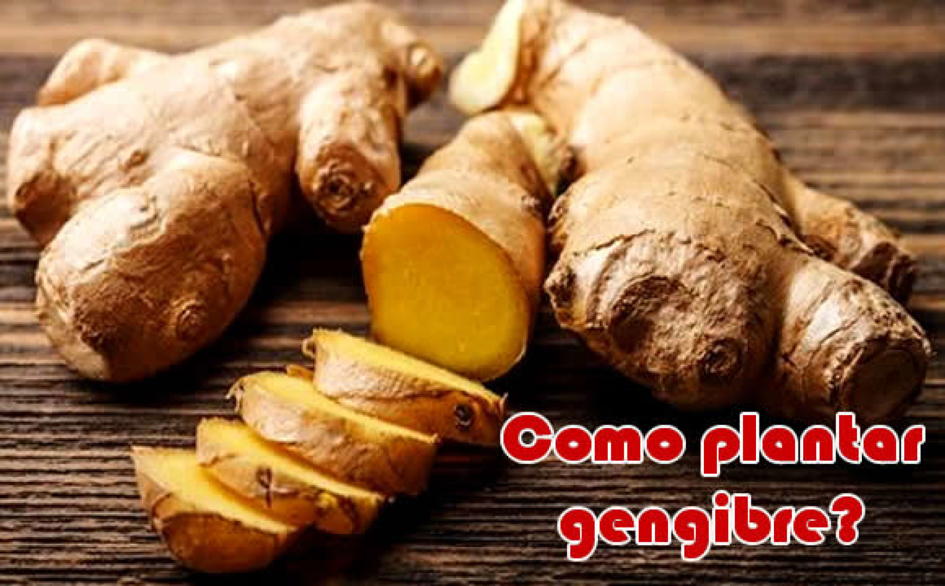 Como plantar gengibre