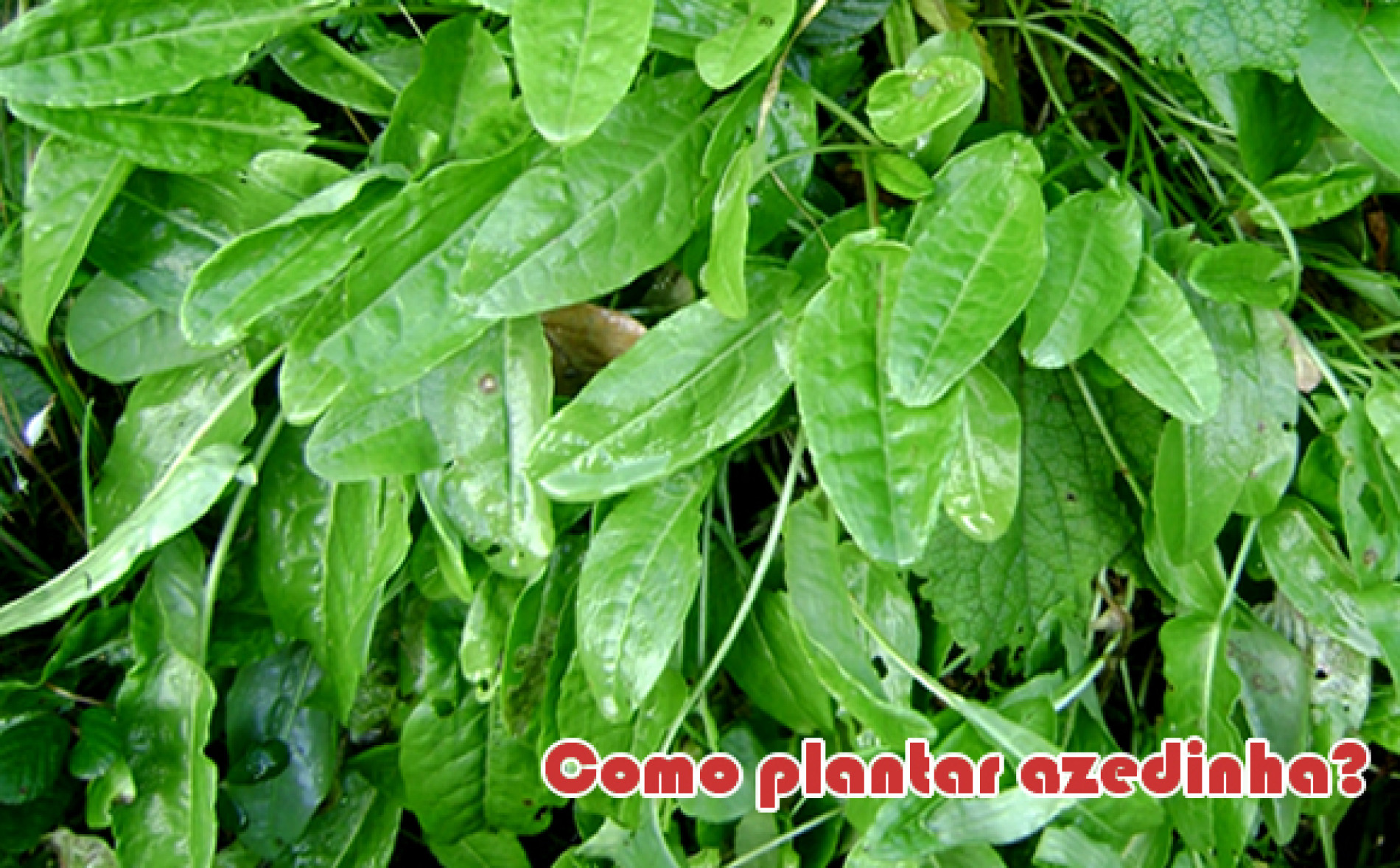 Como plantar azedinha