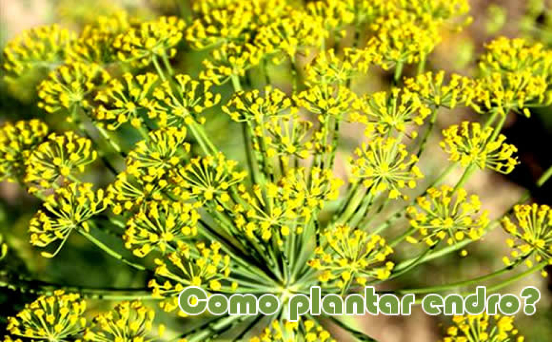 Como plantar endro/aneto